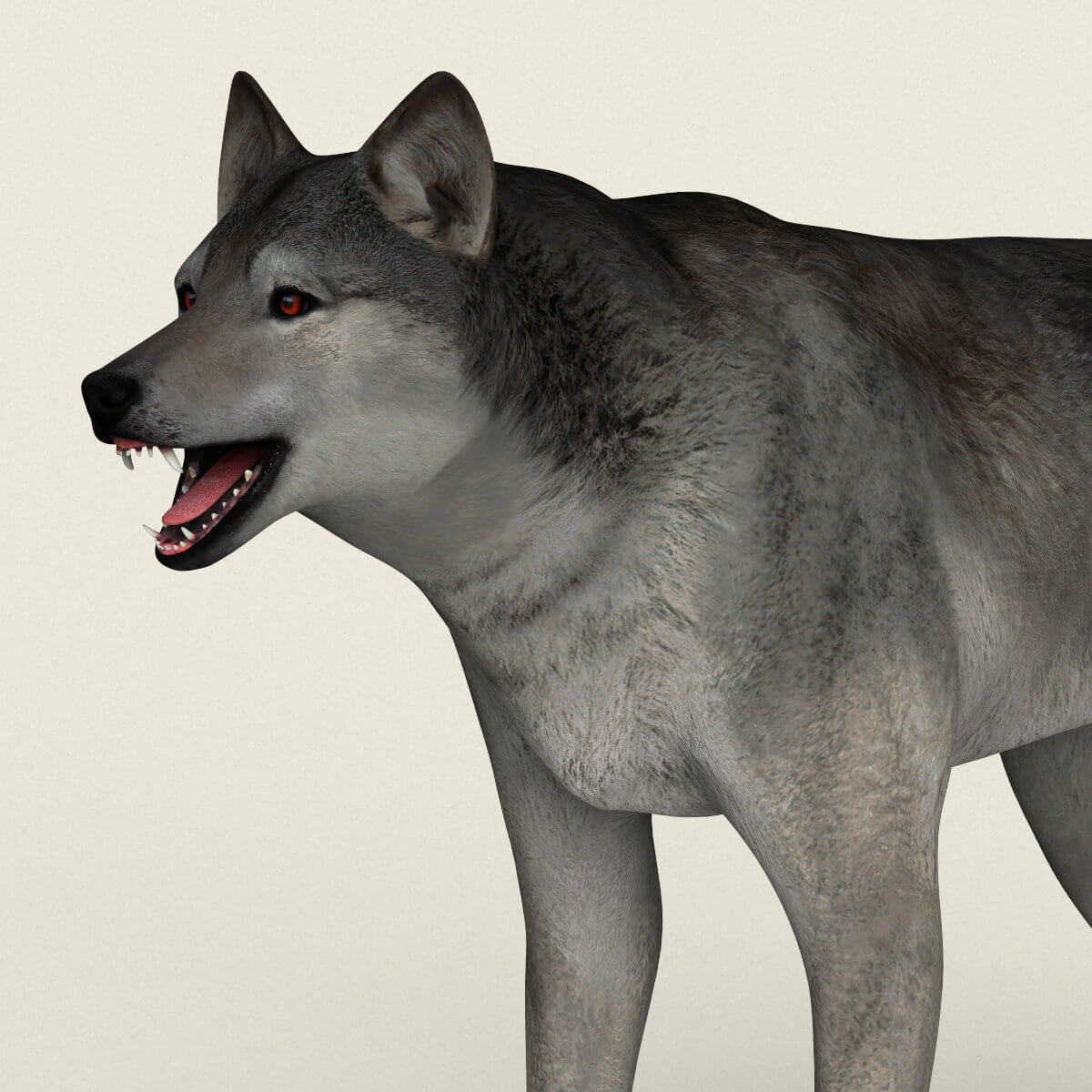 Grey Wolf - 3D Model by 3dseller
