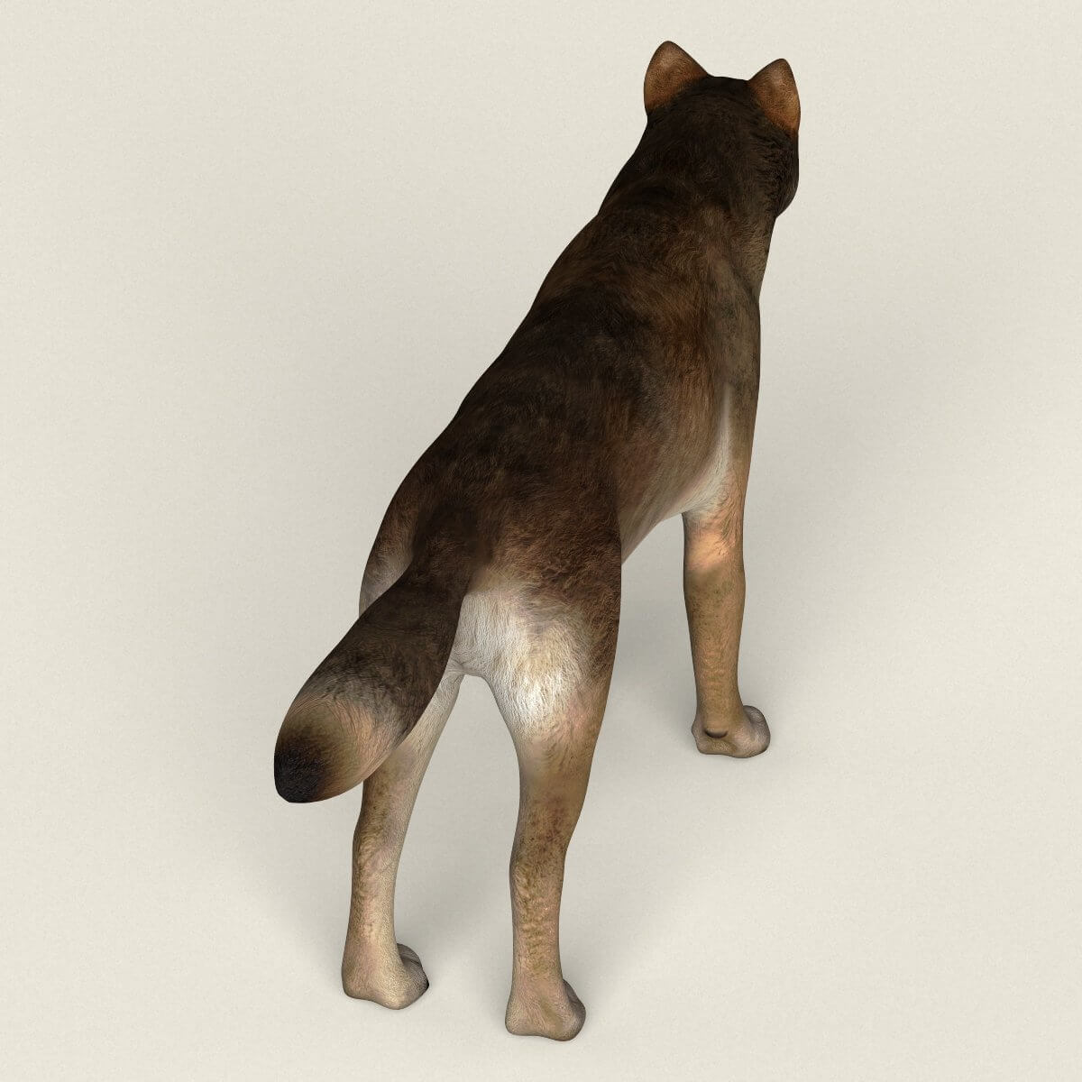 Red Wolf - 3D Model by 3dseller