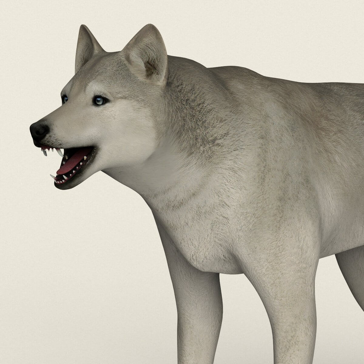 White Wolf - 3D Model by 3dseller