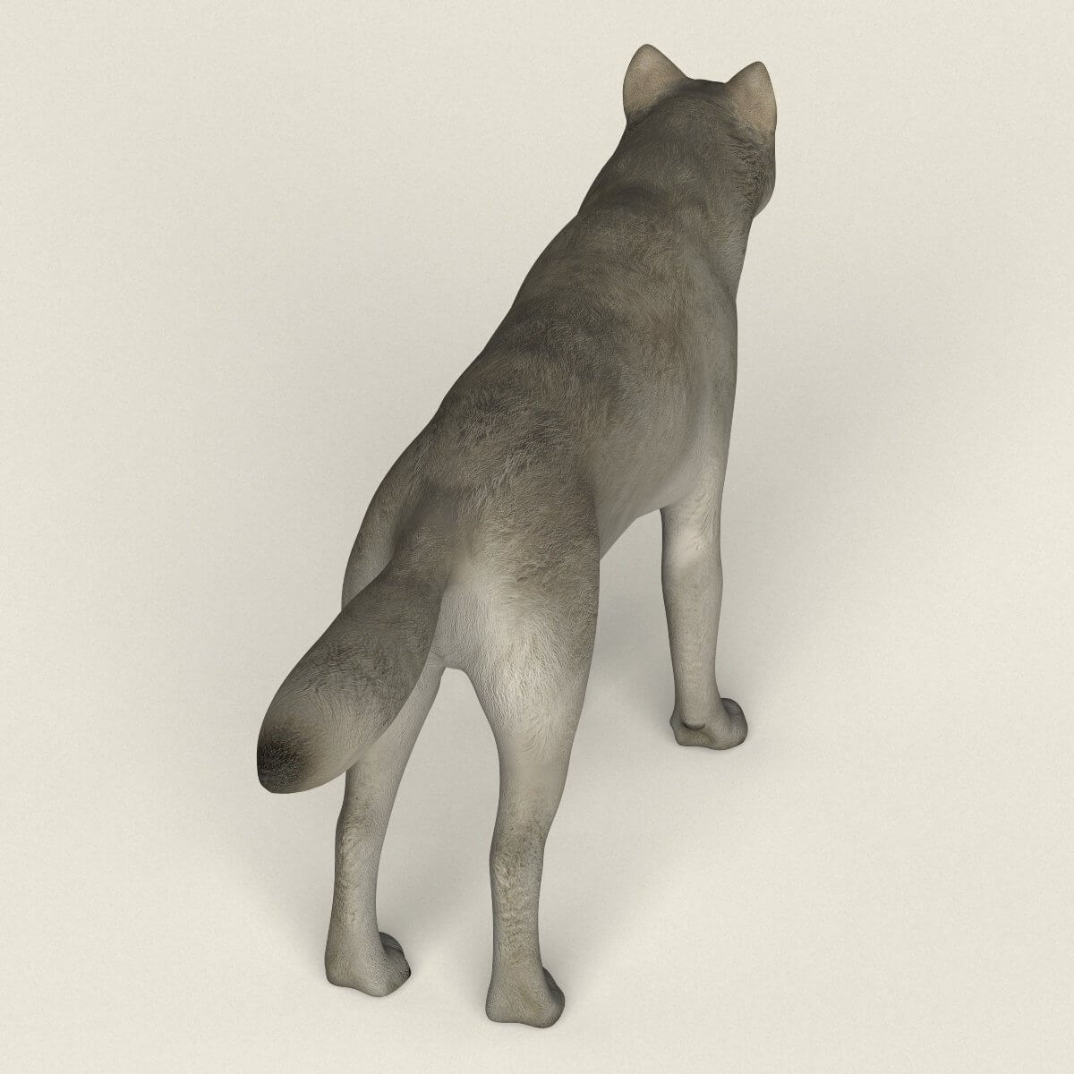 White Wolf - 3D Model by 3dseller