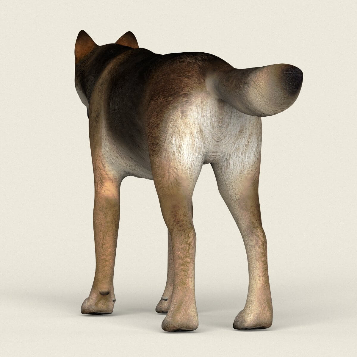 Wolf - 3D Model by 3dseller