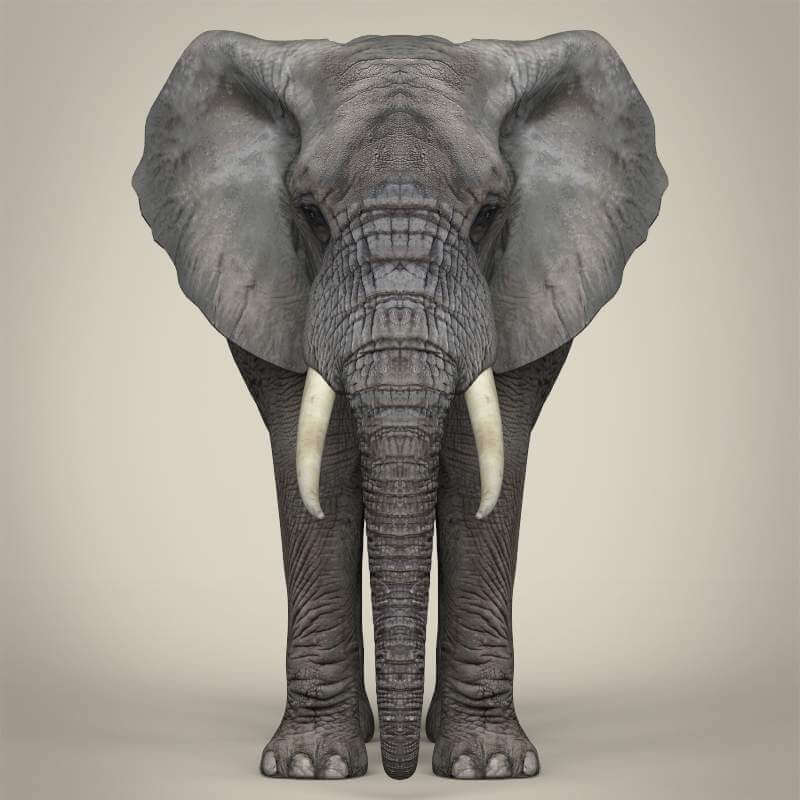 Asian Elephant - 3D Model by 3dseller