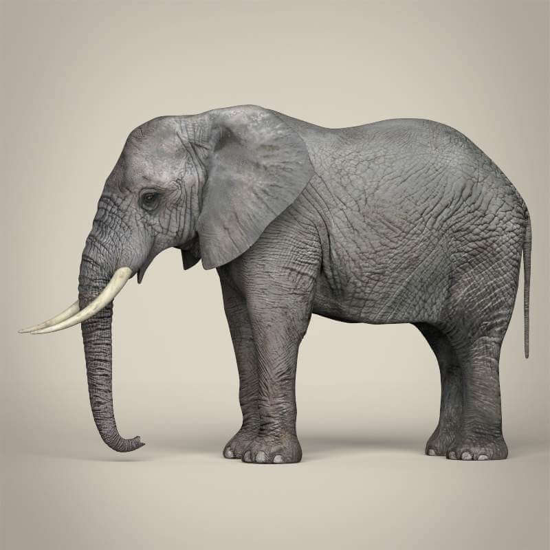 Asian Elephant - 3D Model by 3dseller