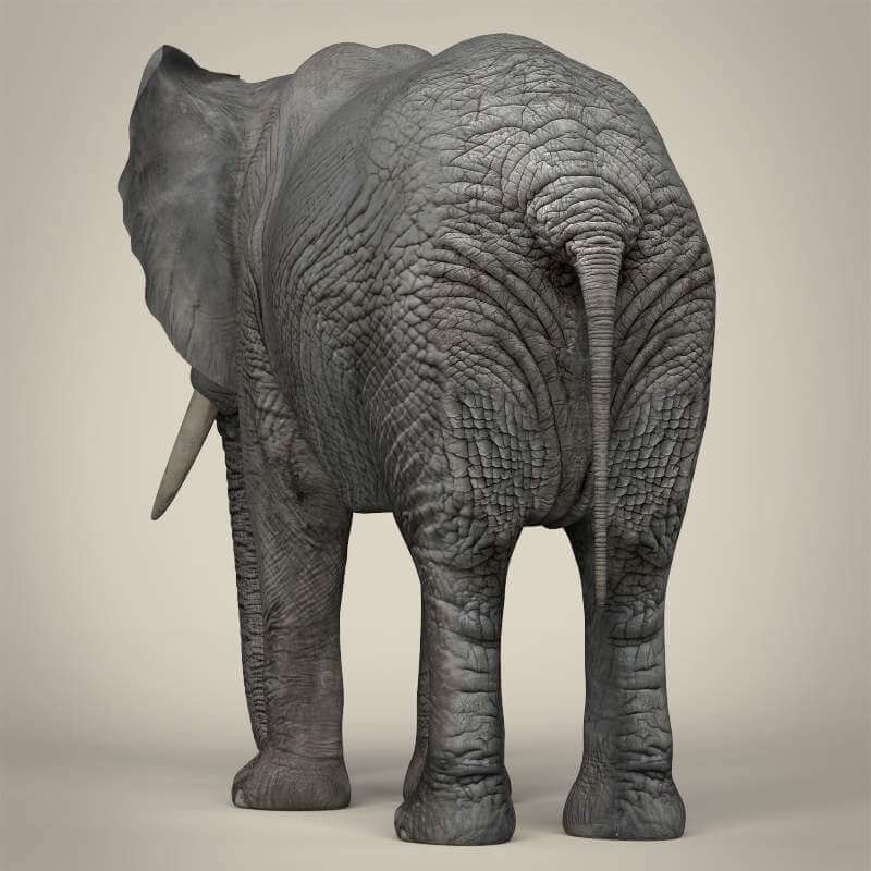 Asian Elephant - 3D Model by 3dseller