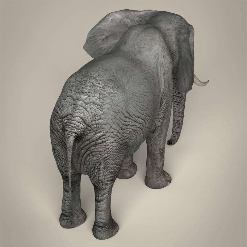 Asian Elephant - 3D Model by 3dseller