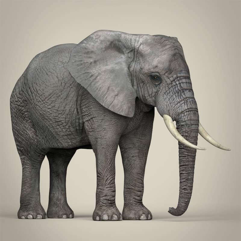 Asian Elephant - 3D Model by 3dseller