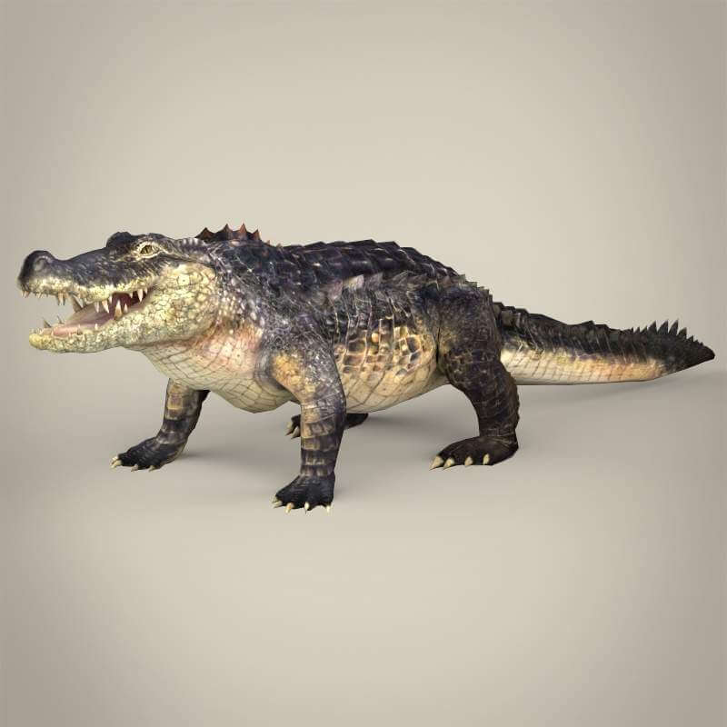 Crocodile - 3D Model by 3dseller