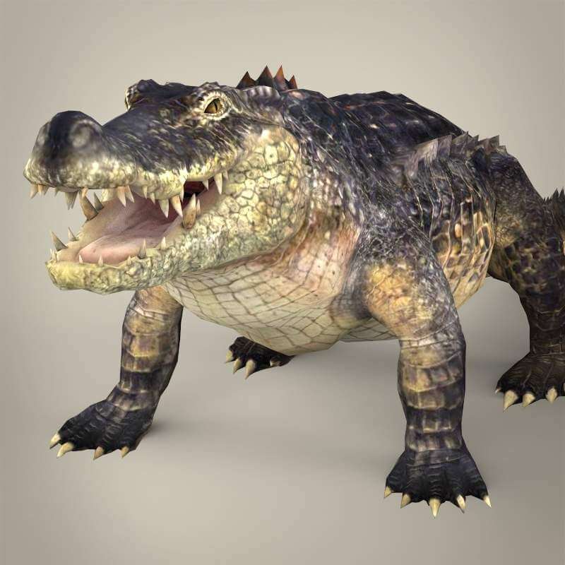 Crocodile - 3D Model by 3dseller