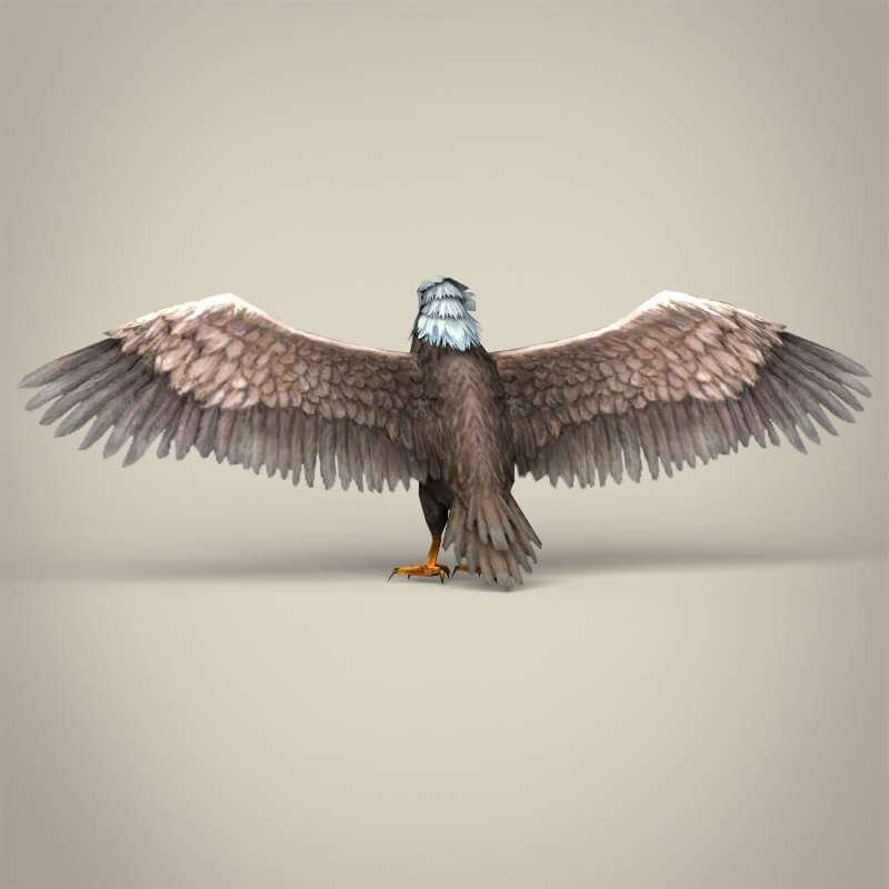 Realistic Eagle - 3D Model by 3dseller