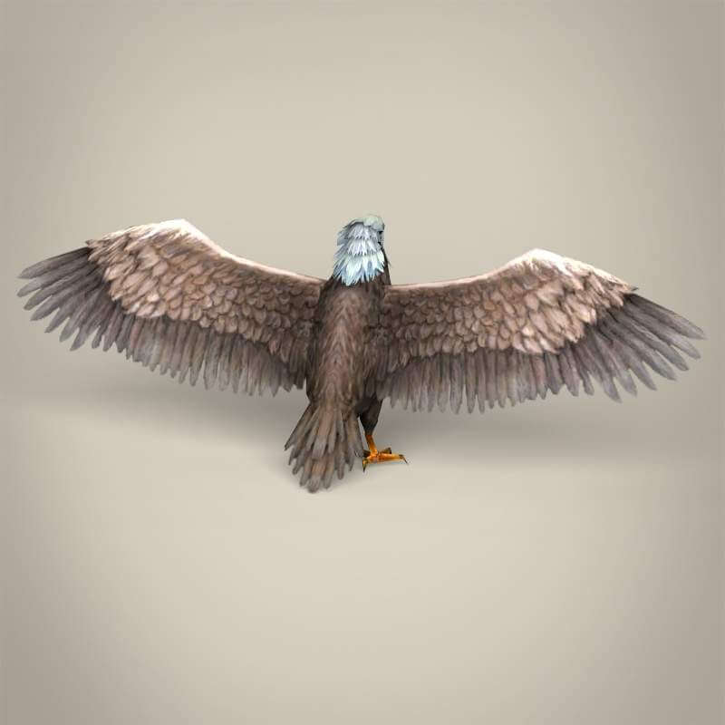 Realistic Eagle - 3D Model by 3dseller