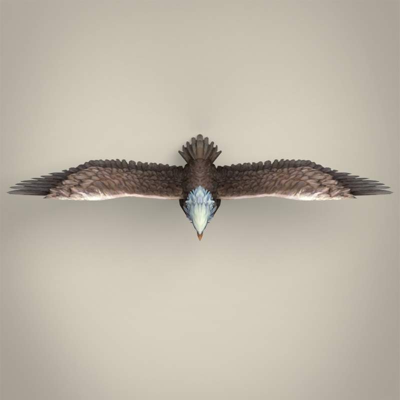 Realistic Eagle - 3D Model by 3dseller