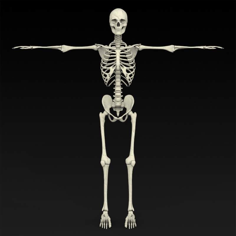 Human Skeleton 3D Model By 3dseller Human Skeleton 3D Model By 3dseller