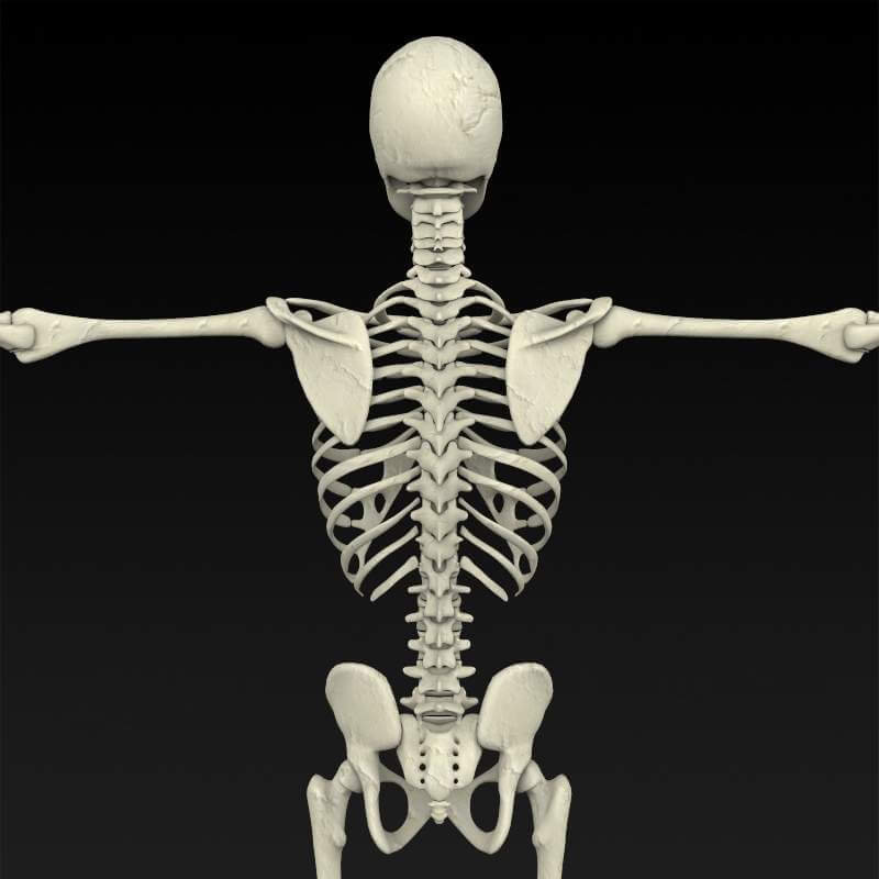 Human Skeleton - 3D Model by 3dseller