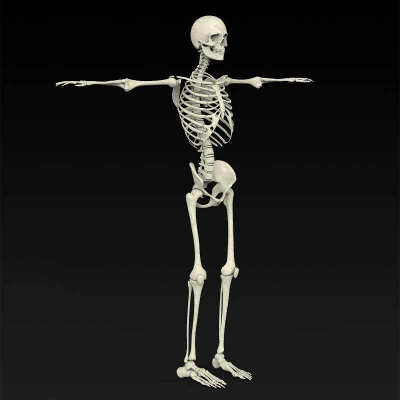 Human Skeleton - 3D Model by 3dseller