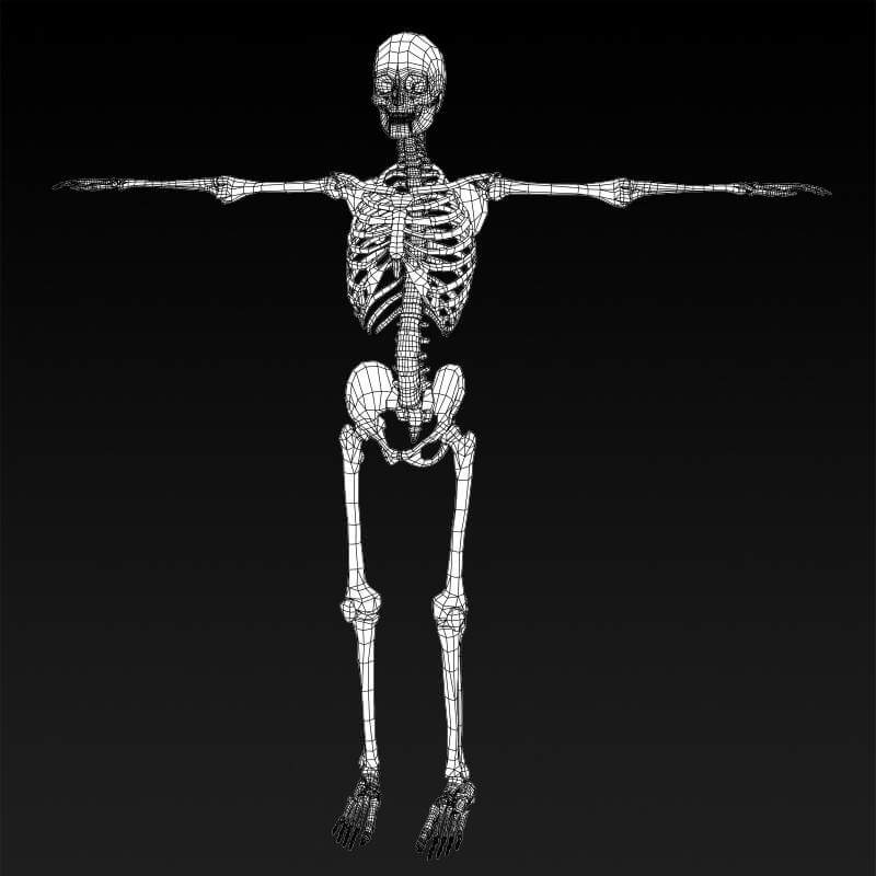 Human Skeleton Model 3d