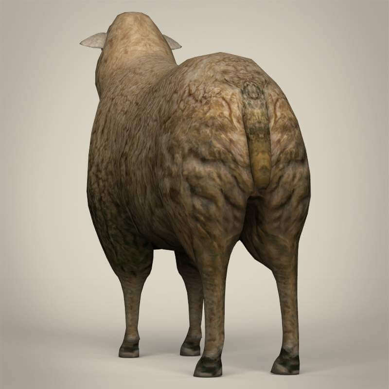 Sheep - 3D Model by 3dseller