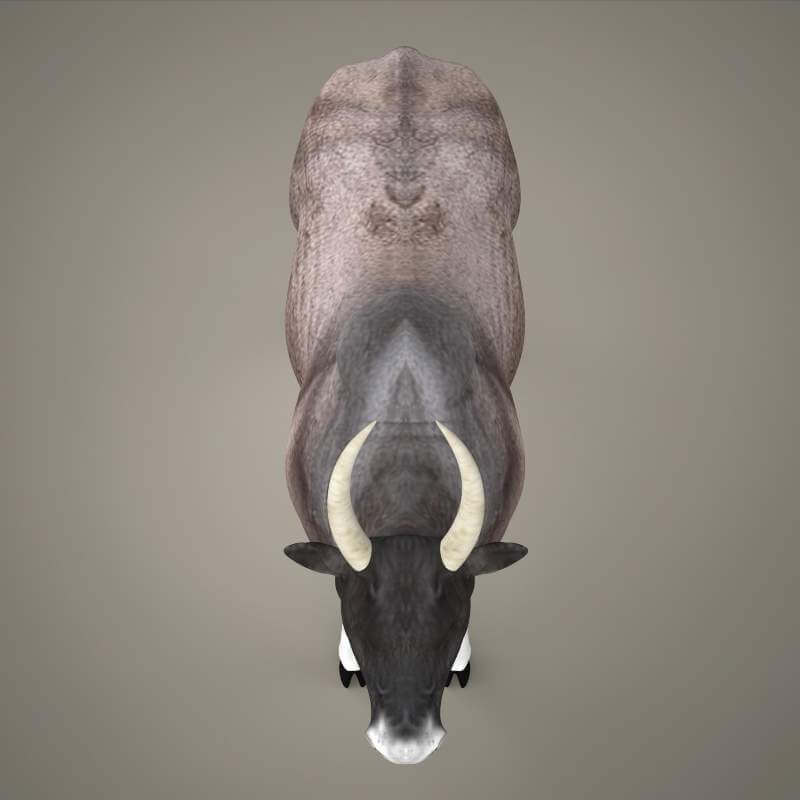 Ox - 3D Model by 3dseller