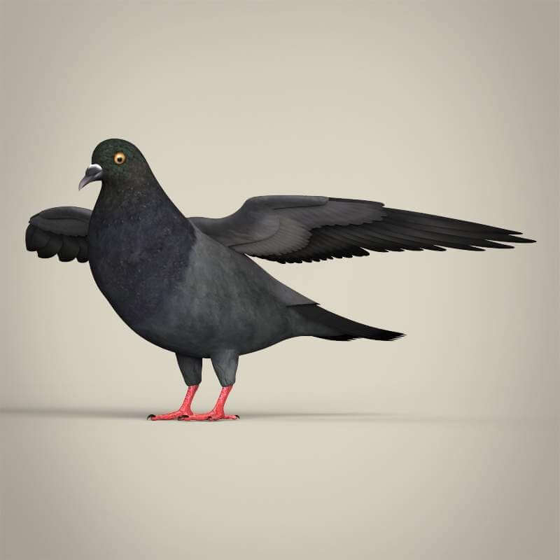 Pigeon Bird - 3D Model by 3dseller