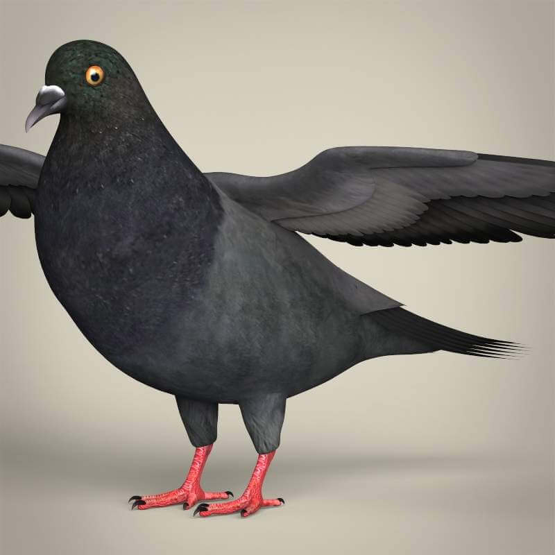 Pigeon Bird - 3D Model by 3dseller