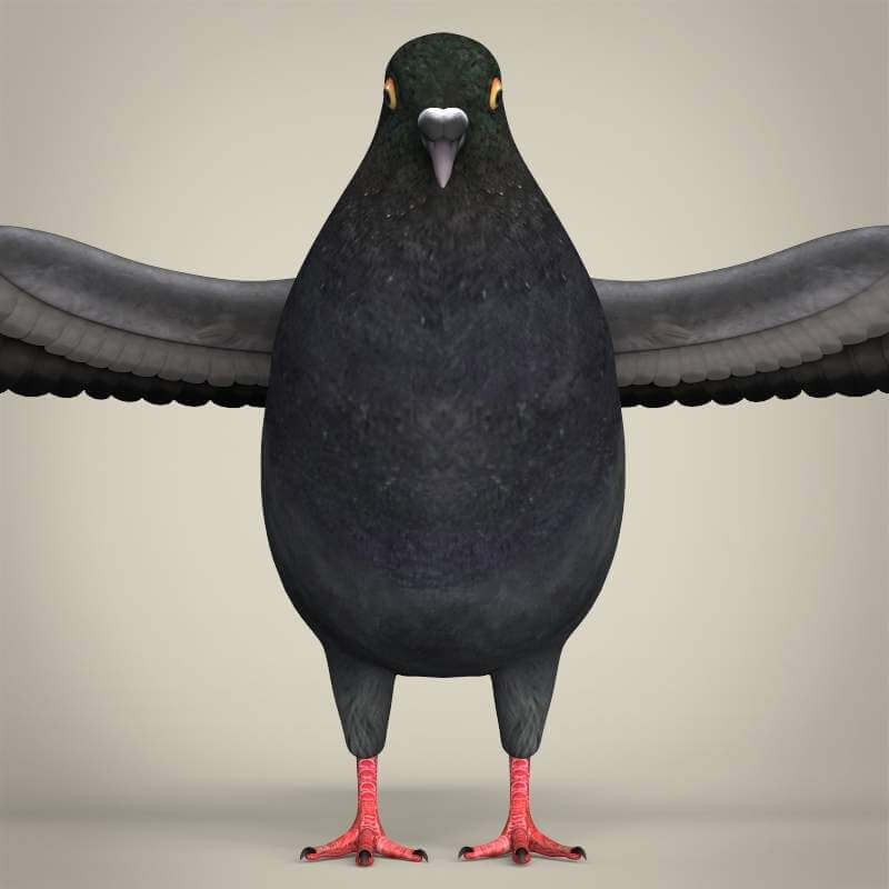 Pigeon Bird - 3D Model by 3dseller