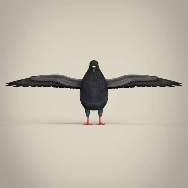 Pigeon Bird - 3D Model by 3dseller