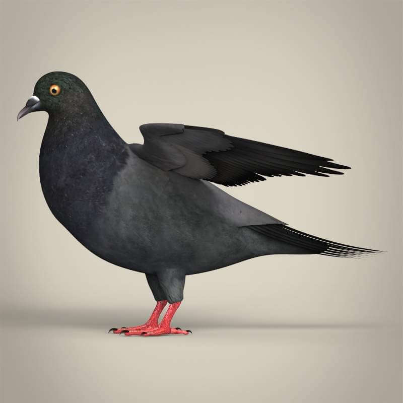 Pigeon Bird - 3D Model by 3dseller