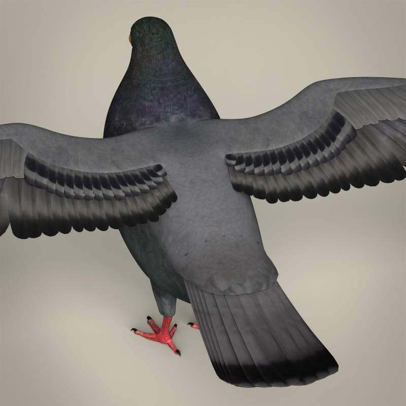 Pigeon Bird - 3D Model by 3dseller