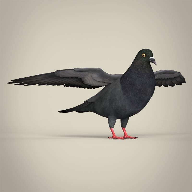 Pigeon Bird - 3D Model by 3dseller