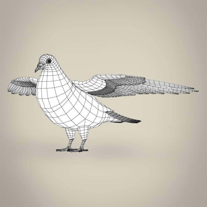 Pigeon Bird - 3D Model by 3dseller