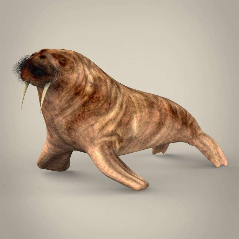 Walrus - 3D Model by 3dseller
