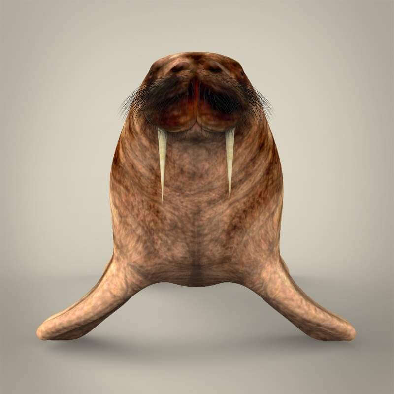 Walrus - 3D Model by 3dseller
