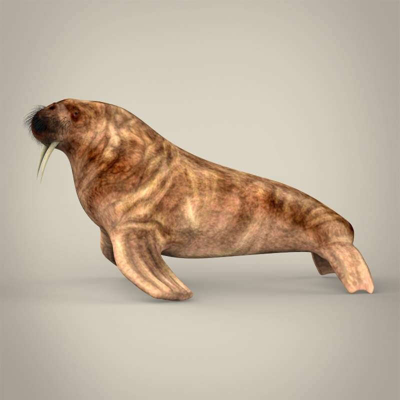 Walrus - 3D Model by 3dseller