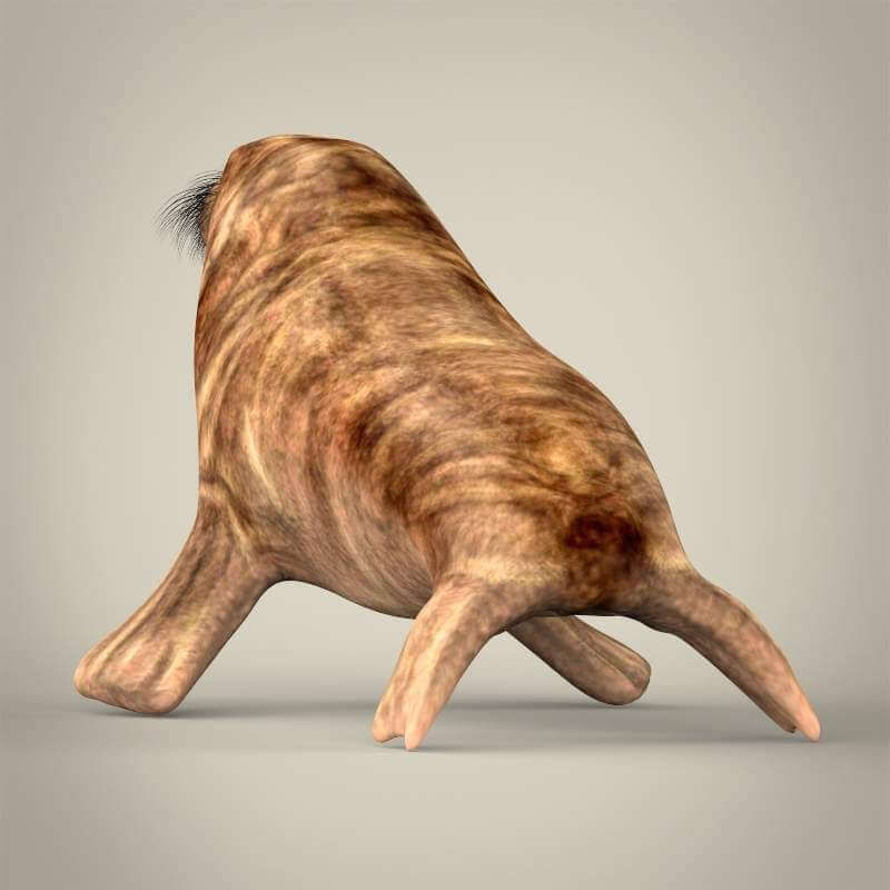 Walrus - 3D Model by 3dseller