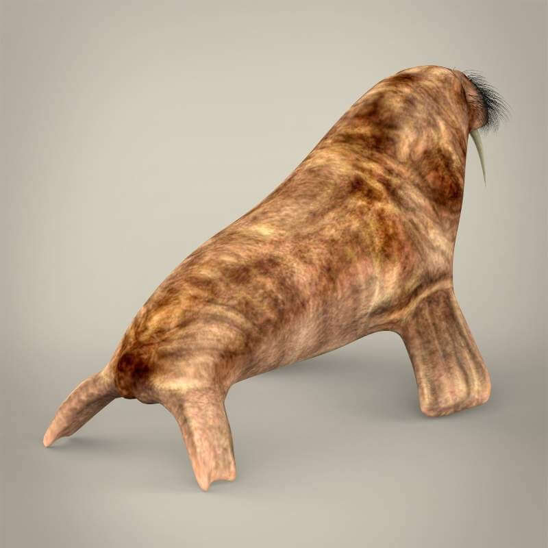 Walrus - 3D Model by 3dseller
