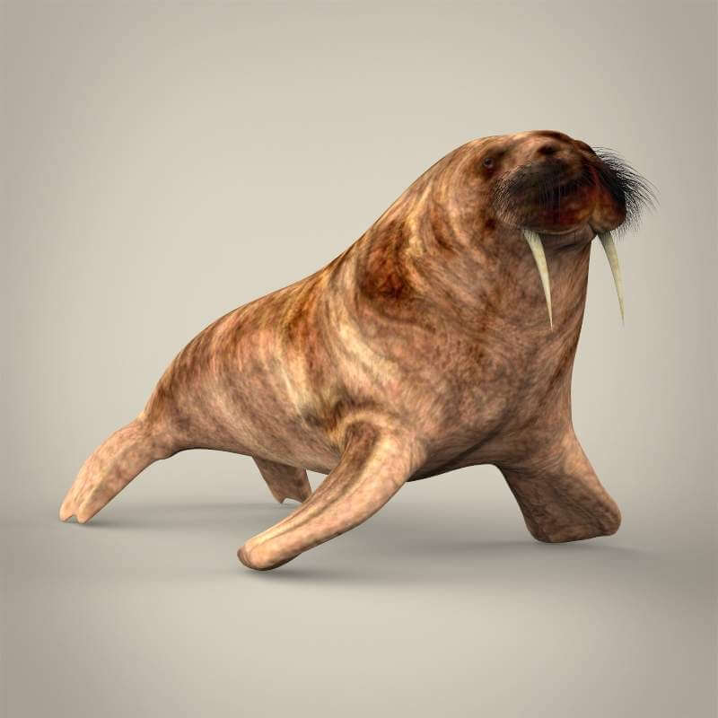 Walrus - 3D Model by 3dseller