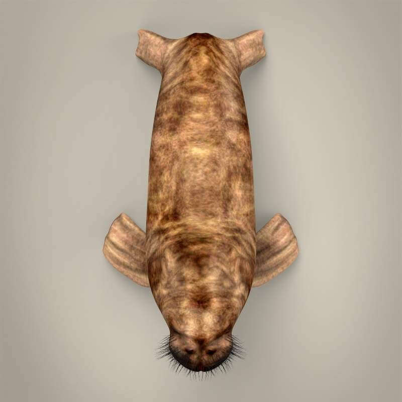 Walrus - 3D Model by 3dseller