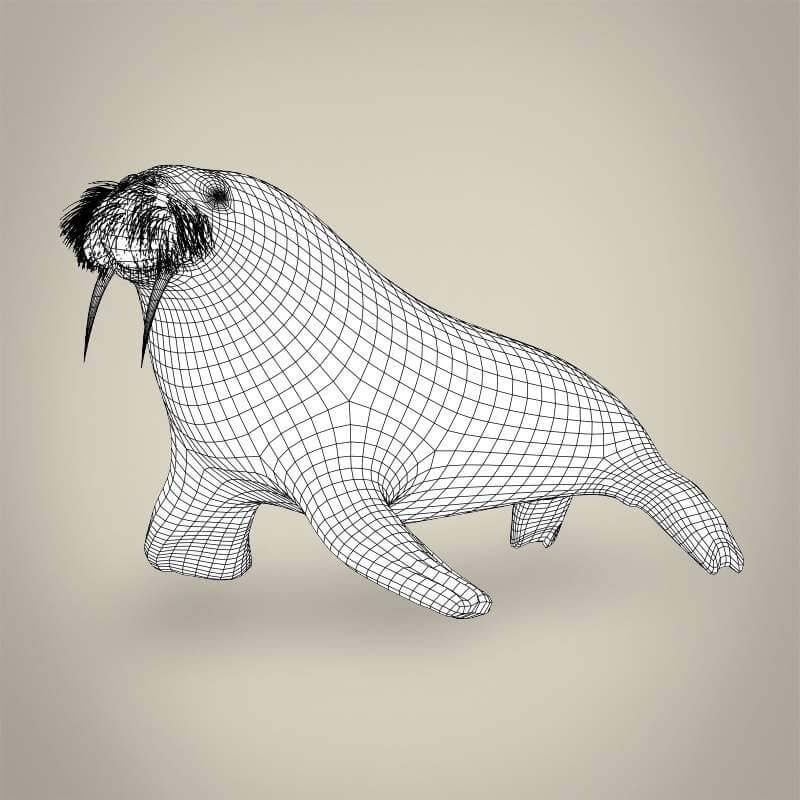Walrus - 3D Model by 3dseller