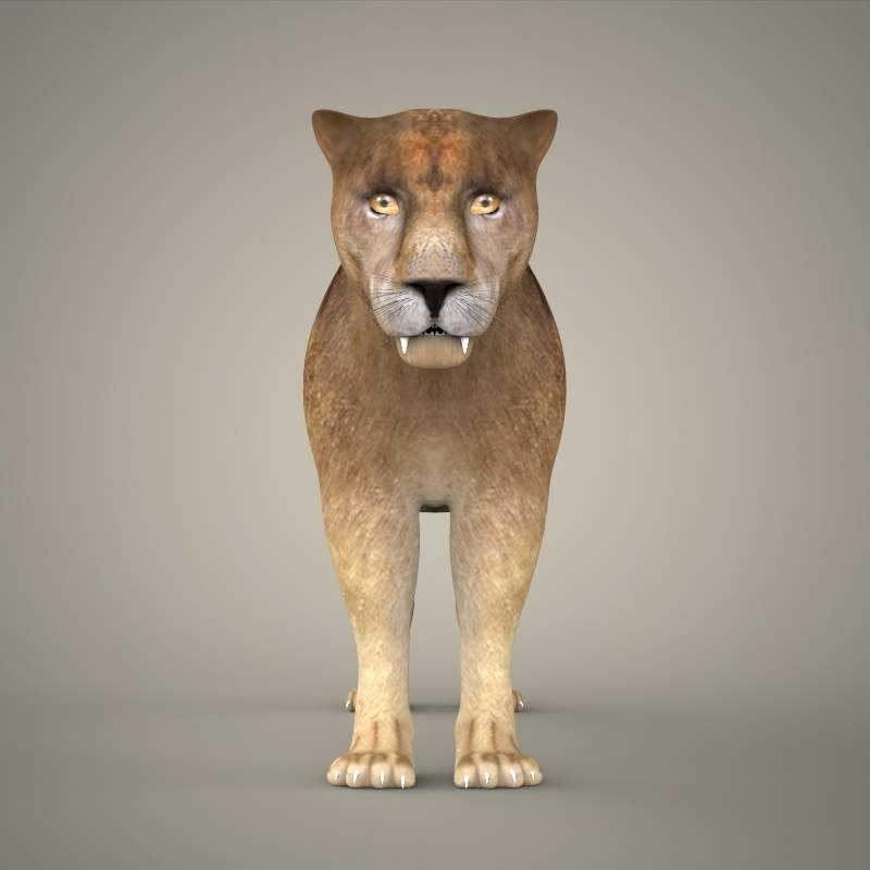 Lion And Leopard Mix