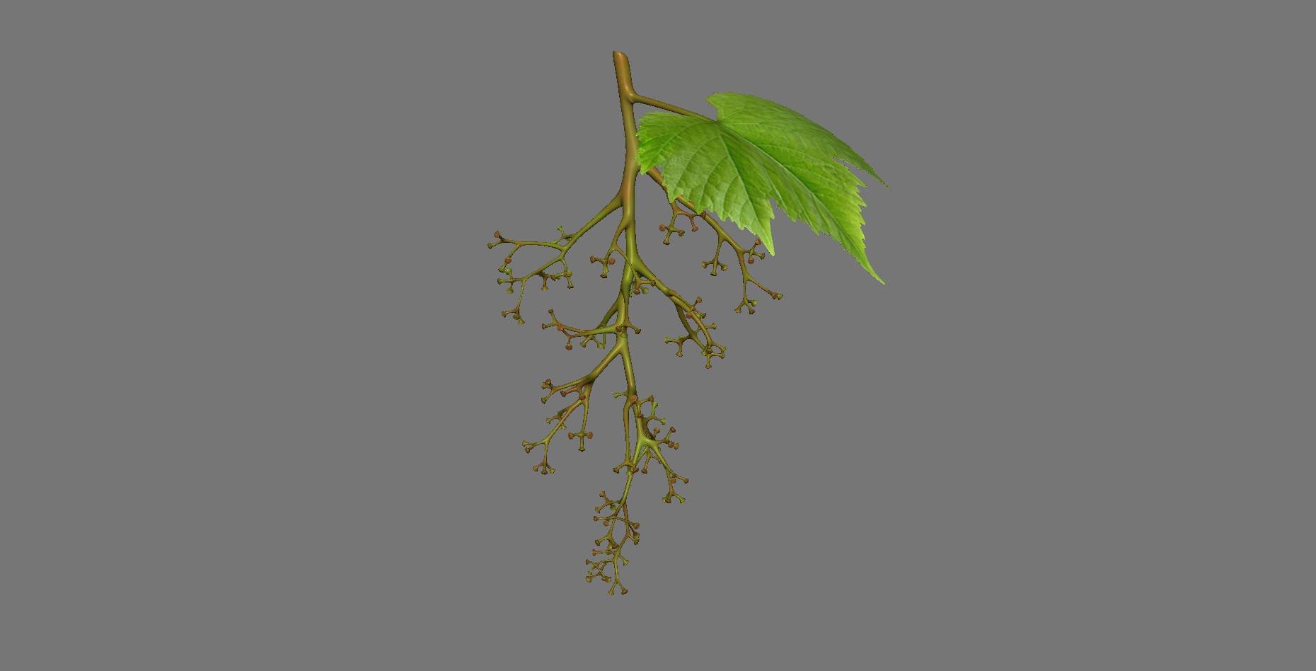 Grapes - 3D Model by 3dShop