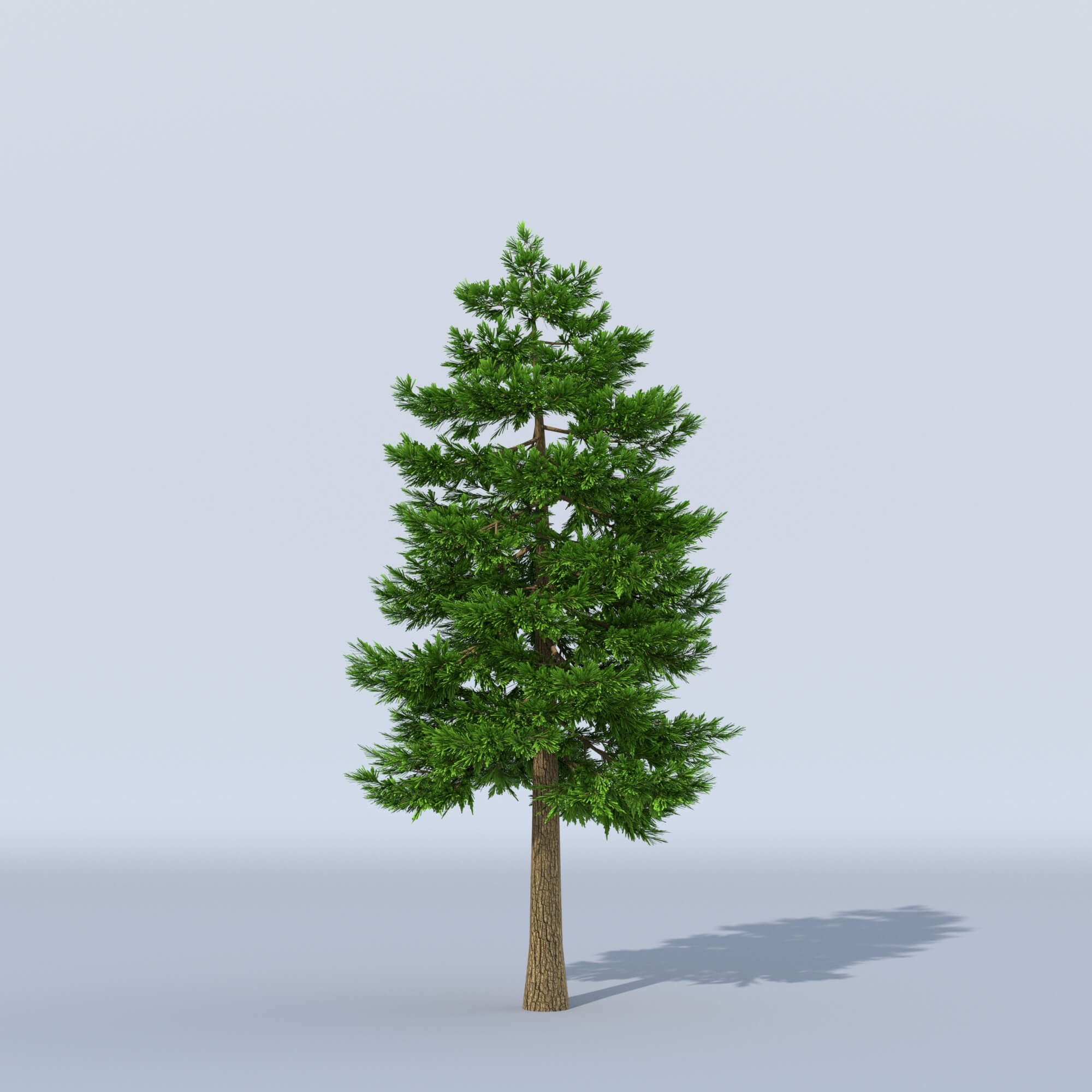 Pine Tree Pack of 3 - 3D Model by 3dShop