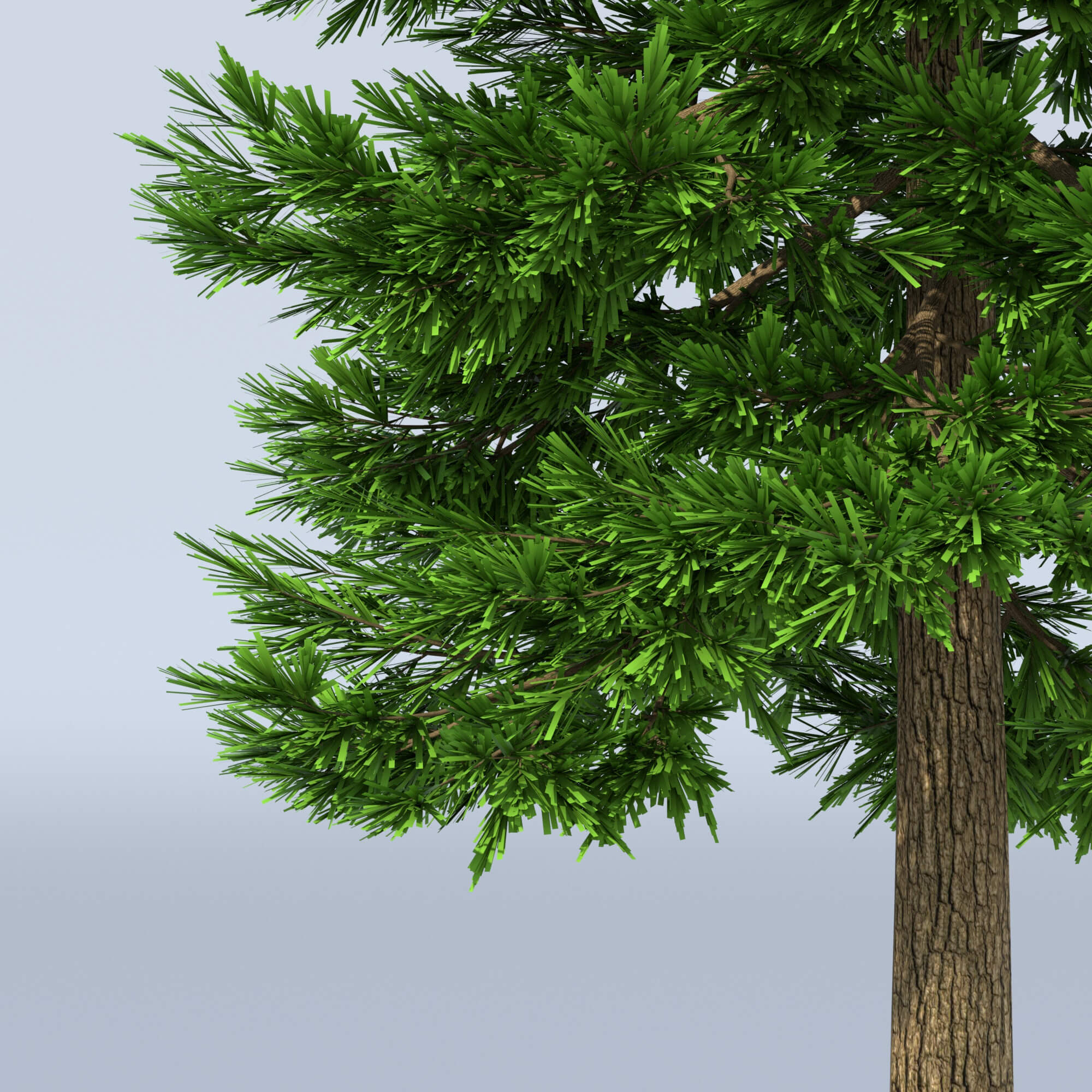 Pine Tree Pack of 3 - 3D Model by 3dShop