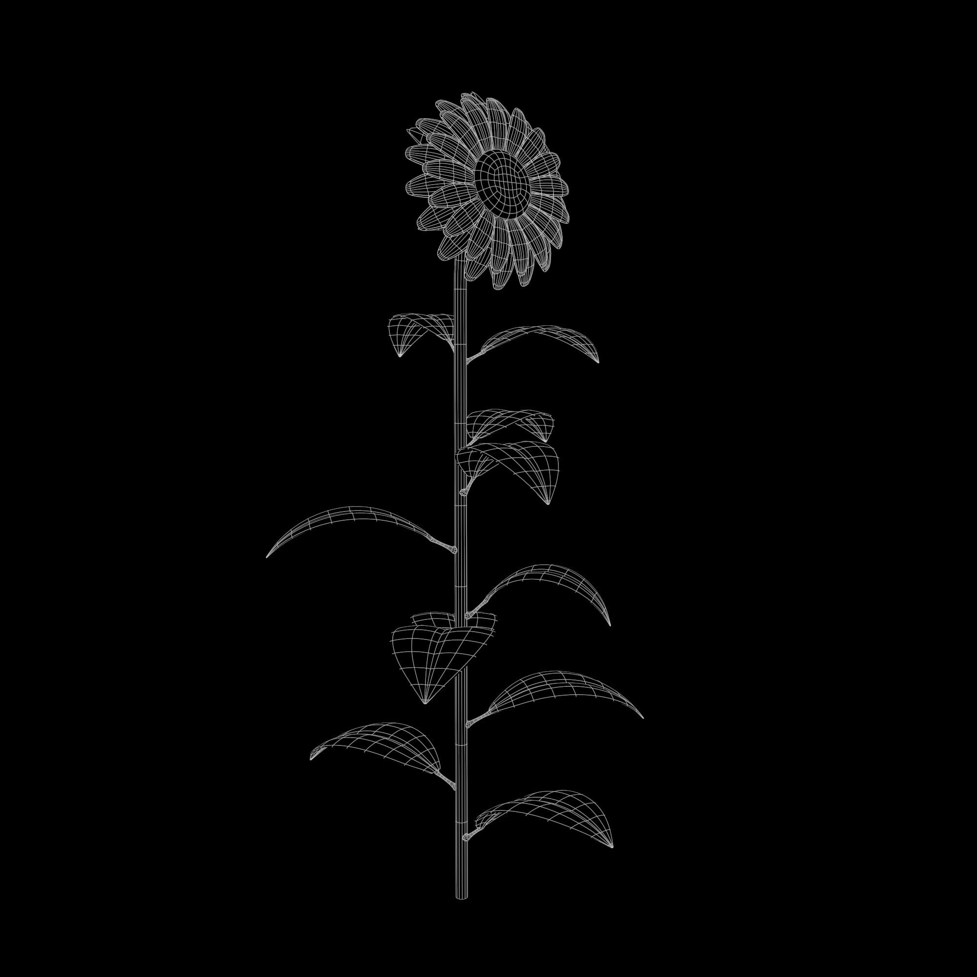 Sunflower Plant - 3D Model by 3dShop