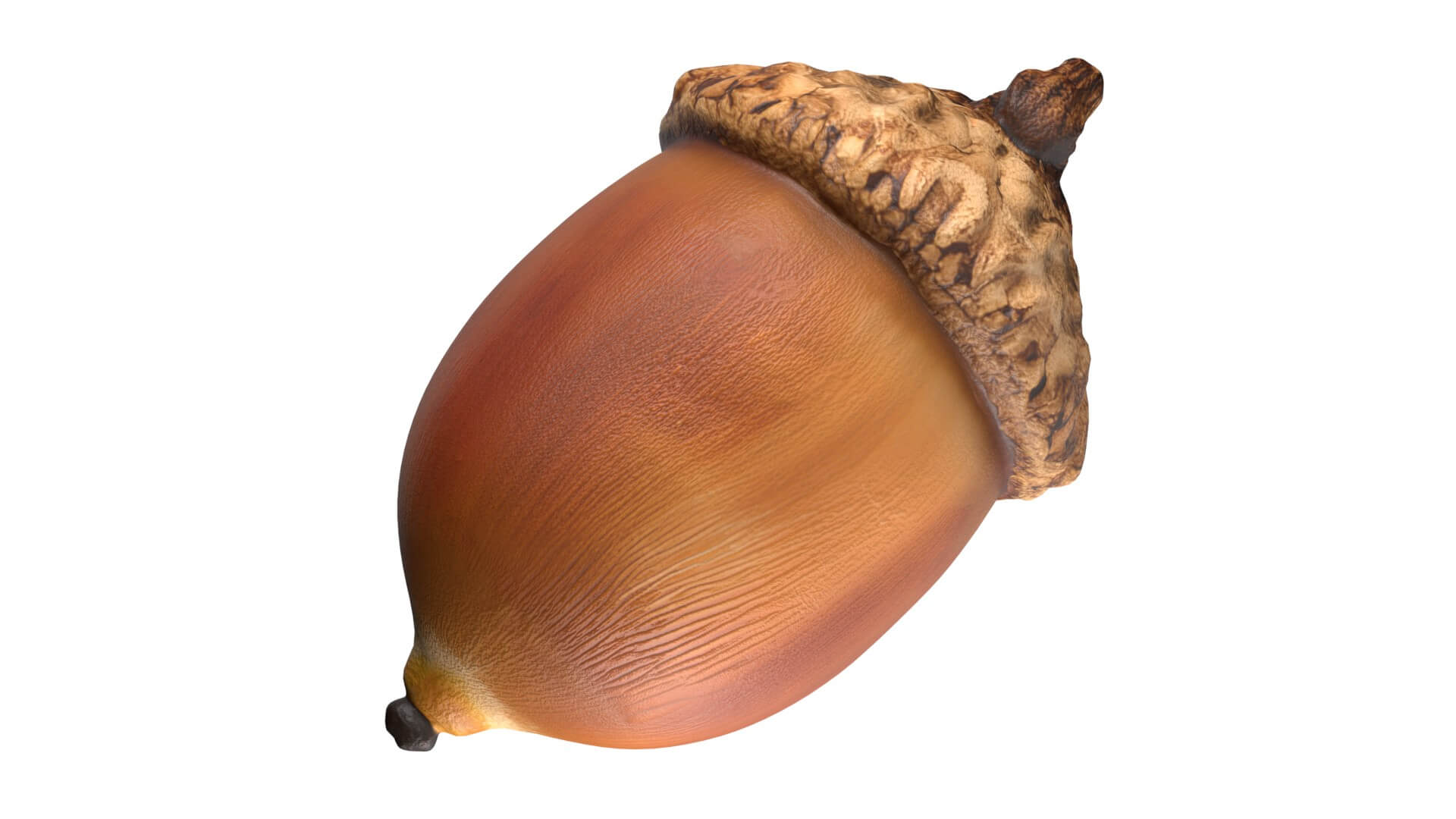 Acorn V3 3D Model by 3dstudio