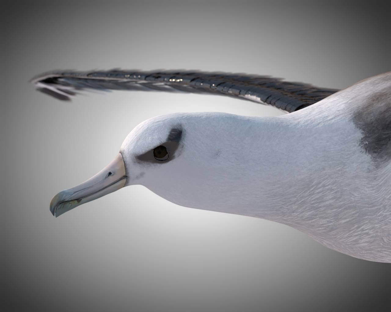 Albatross - 3D Model by 3dstudio
