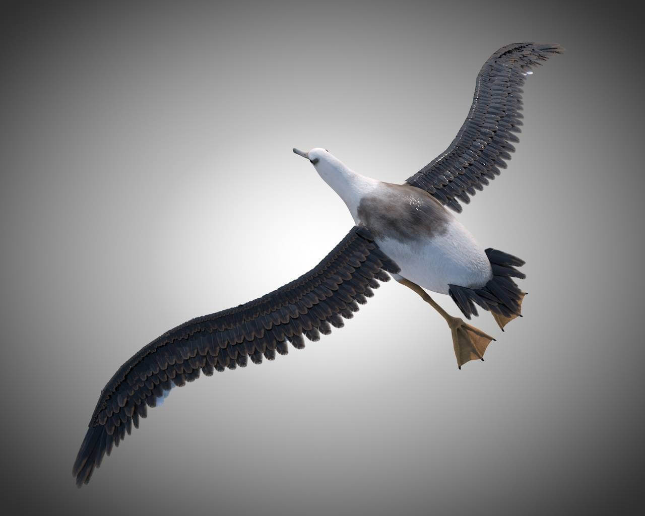 Albatross - 3D Model by 3dstudio