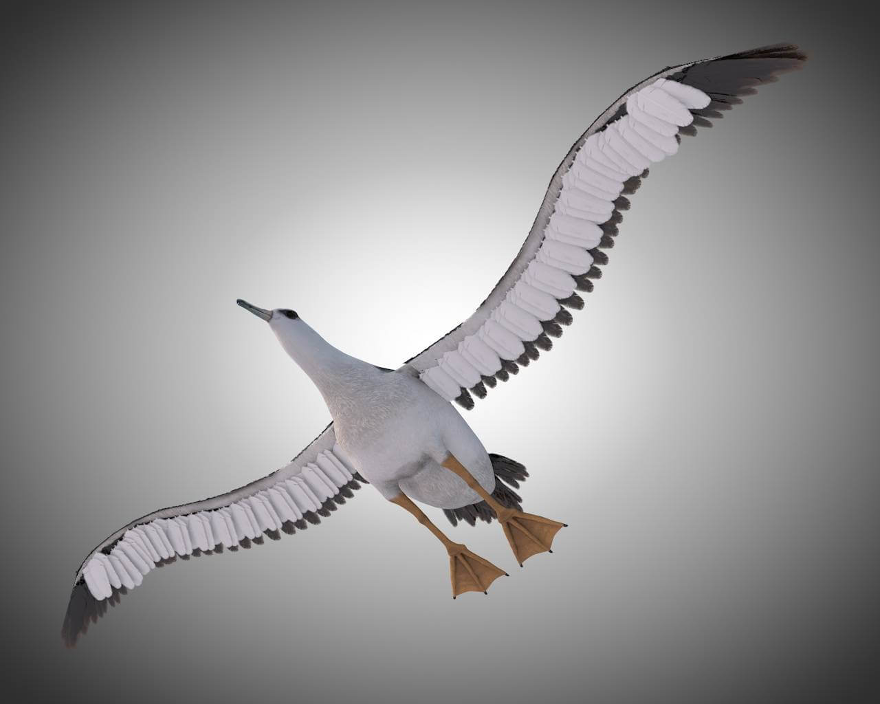 Albatross - 3D Model by 3dstudio
