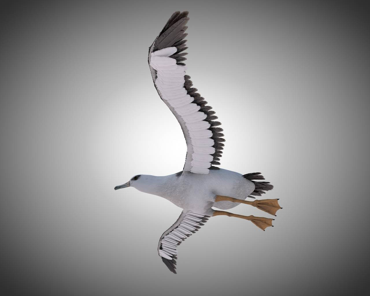 Albatross - 3D Model by 3dstudio