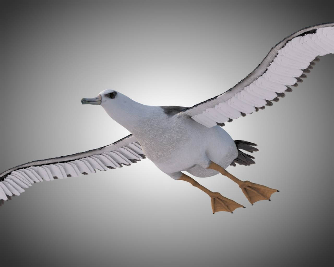 Albatross - 3D Model by 3dstudio