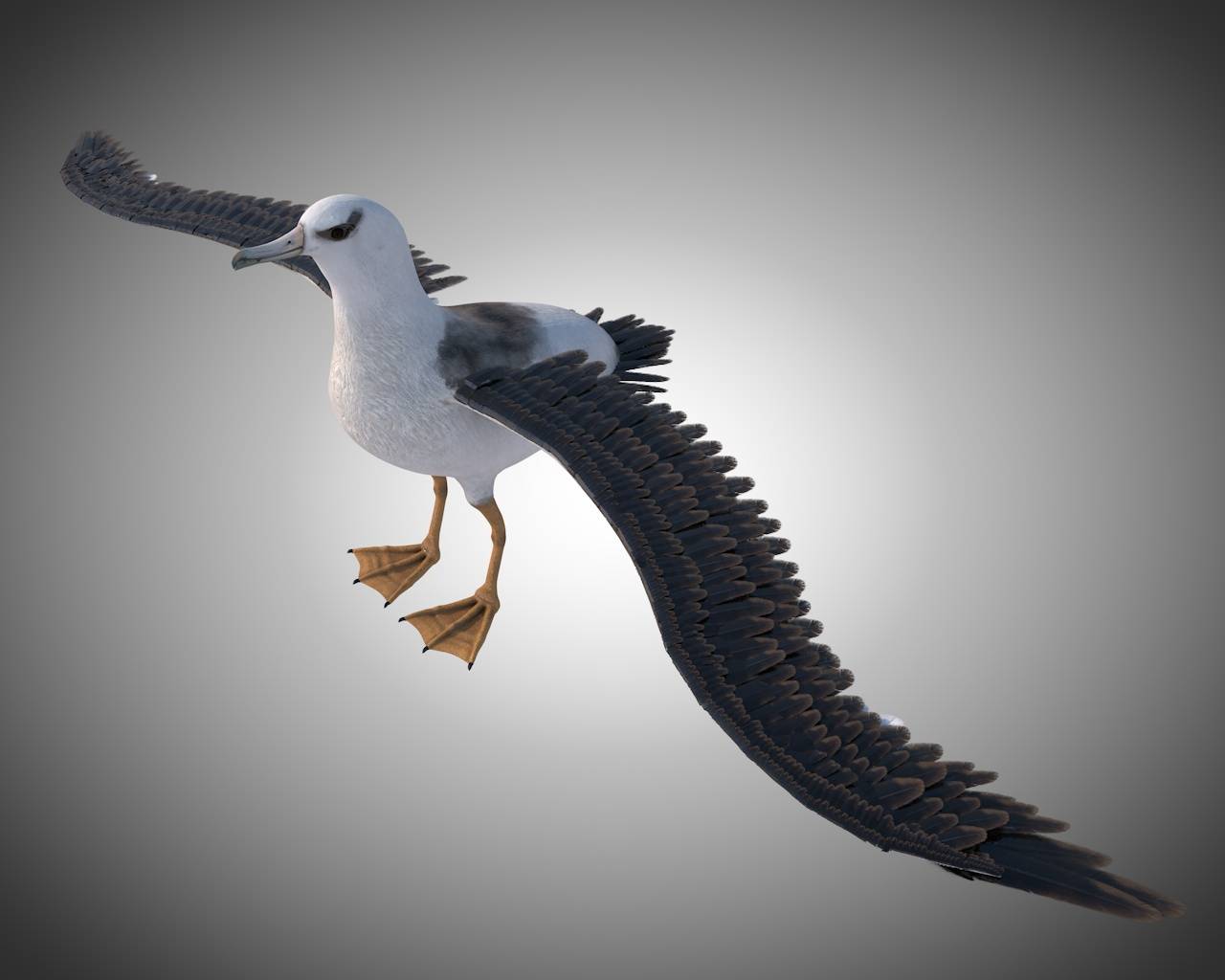 Albatross - 3D Model by 3dstudio