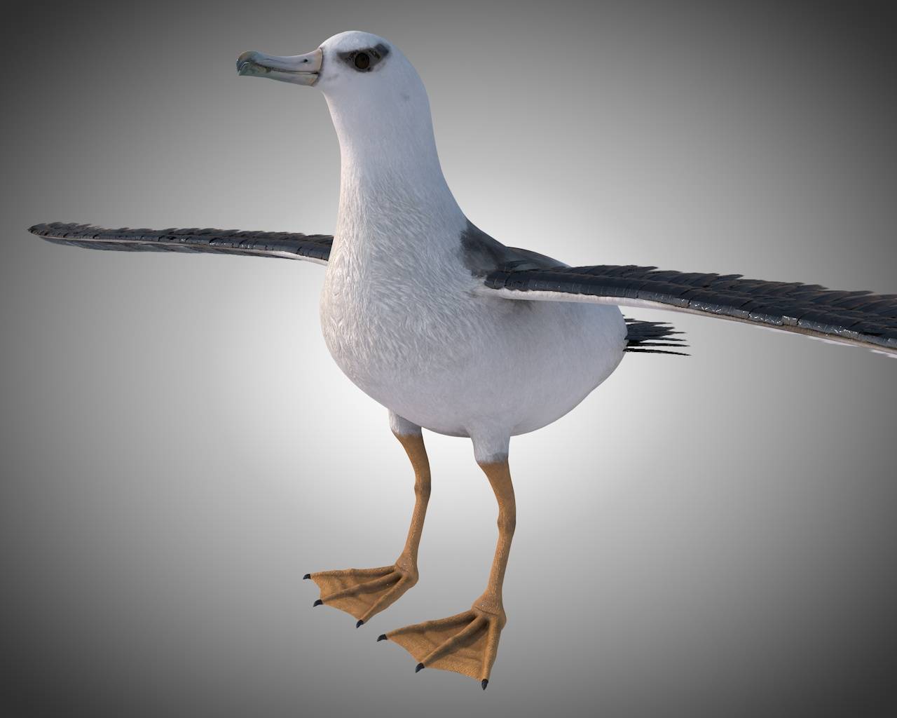 Albatross - 3D Model by 3dstudio